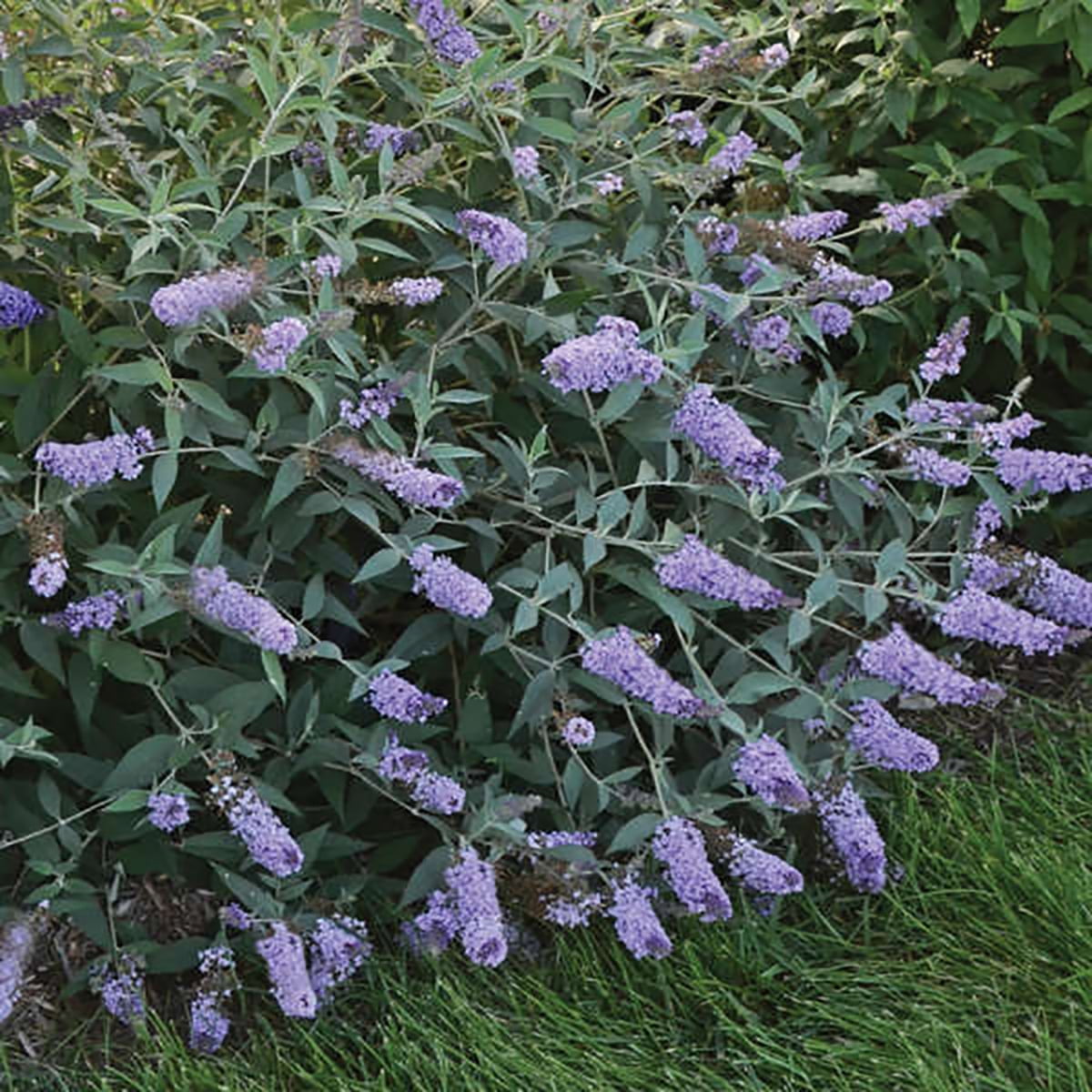Monarch® Glass Slippers Butterfly Bush - Buddleia - 2.5" Pot - Walmart.com