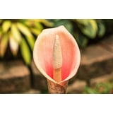 Voodoo Lily Bulbs for Planting - Amorphophallus Bulbifer (3 Bulbs ...