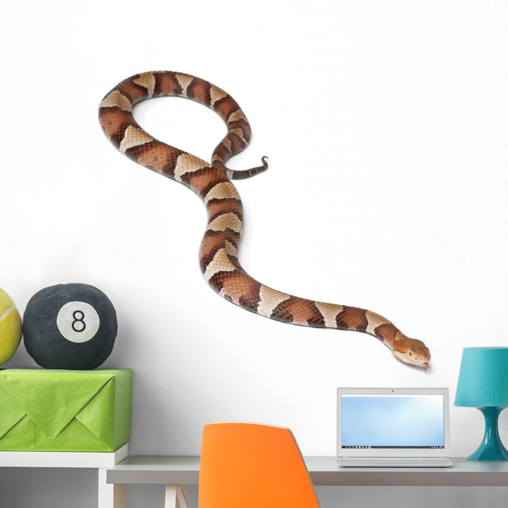 Copperhead Snake or Highland Wall Decal by Wallmonkeys Peel and Stick ...