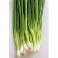 SEEDS = = =100 Seed Garden Pack-Nebuka Bunching Onion -Tasty pearl ...