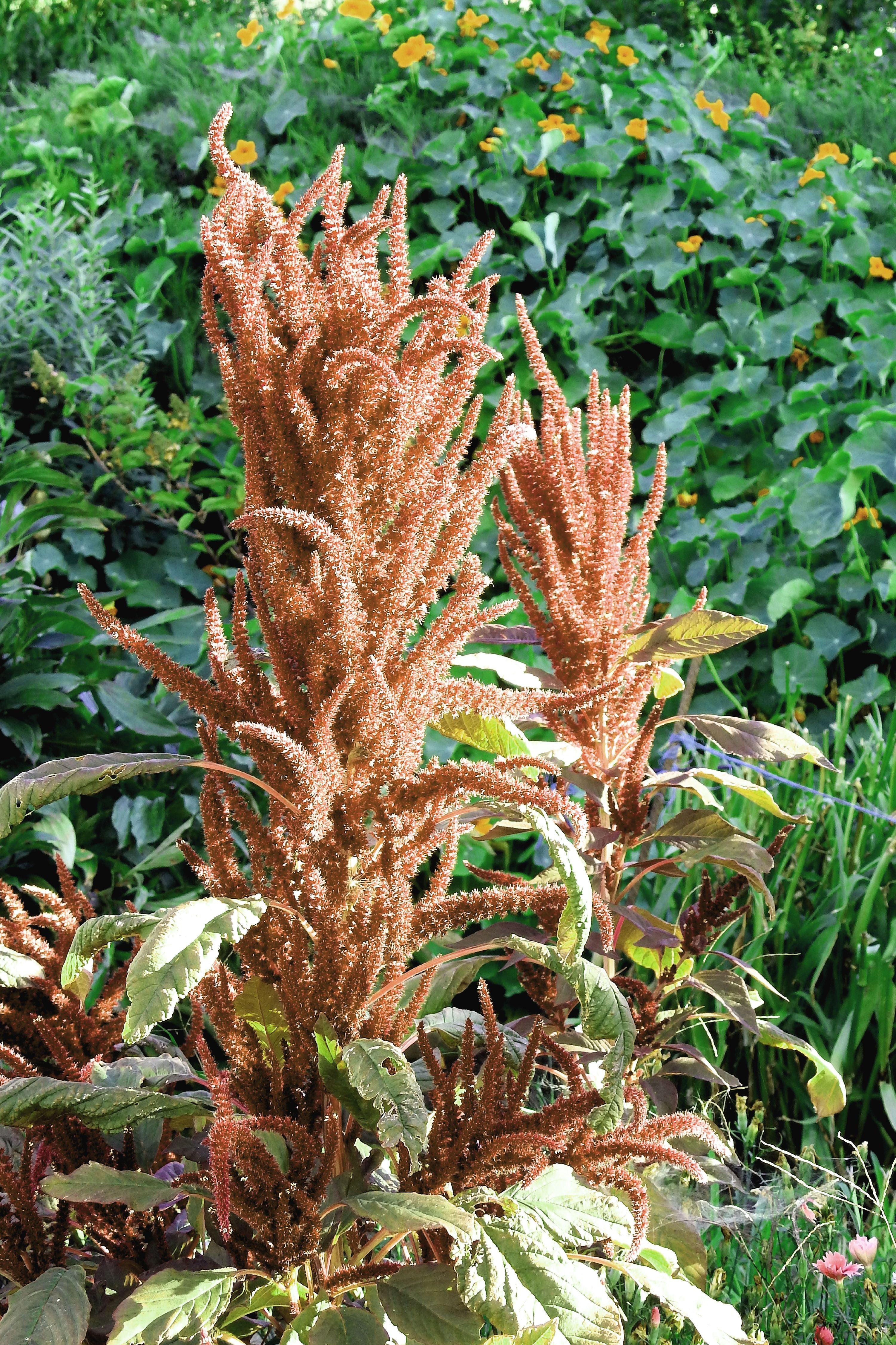 Hot Buscuits -Amaranth -100 Seeds Amaranthus cruentus -Annual ...