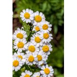 Earthcare Seeds Pyrethrum Daisy 50 Seeds Heirloom Open Pollinated ...