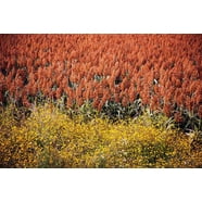 50 MENNONITE SORGHUM Sugar Cane Sorghum Bicolor Grain Vegetable Seeds ...