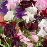Annual Lathyrus Odoratus Old Spice Mix Sweet Peas Vine Seed Mix - 400 ...