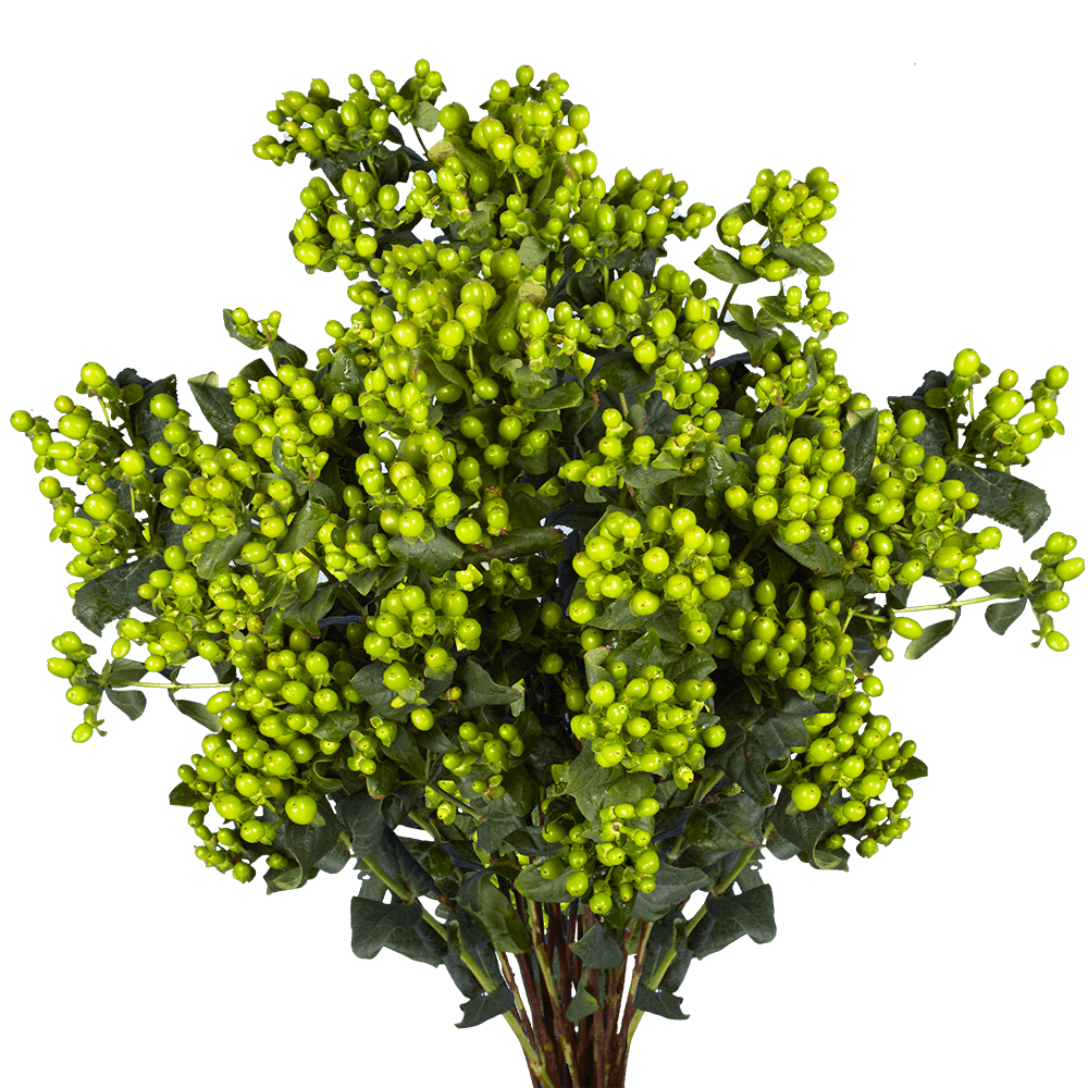 30 Stems of Green Hypericum Flowers 30 Stems- Beautiful Fresh Cut ...