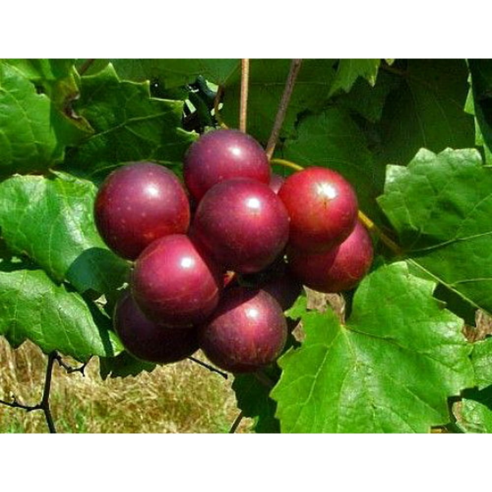 Noble Red Muscadine Grape Plant - Self Fertile Variety - 4" Pot - Wine ...