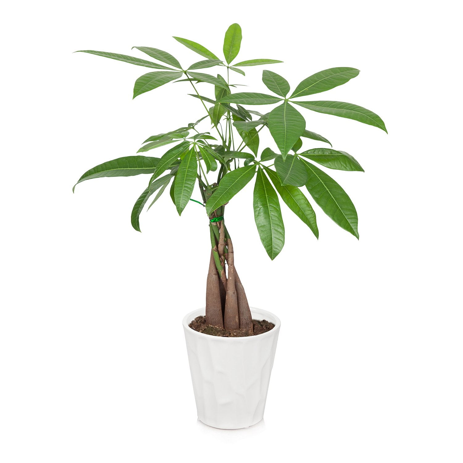 5" Money Tree - Customer ratings & reviews