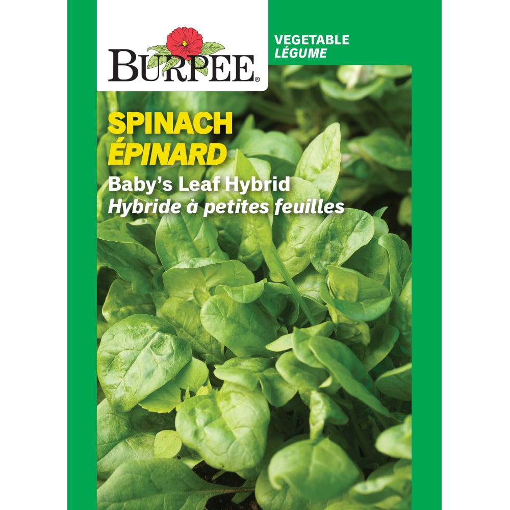 Click here for Burpee Canada Burpee Babys Leaf Hybrid Spinach prices