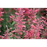 30 Red Agastache Heather Queen Hummingbird Mint Hyssop Flower Herb ...