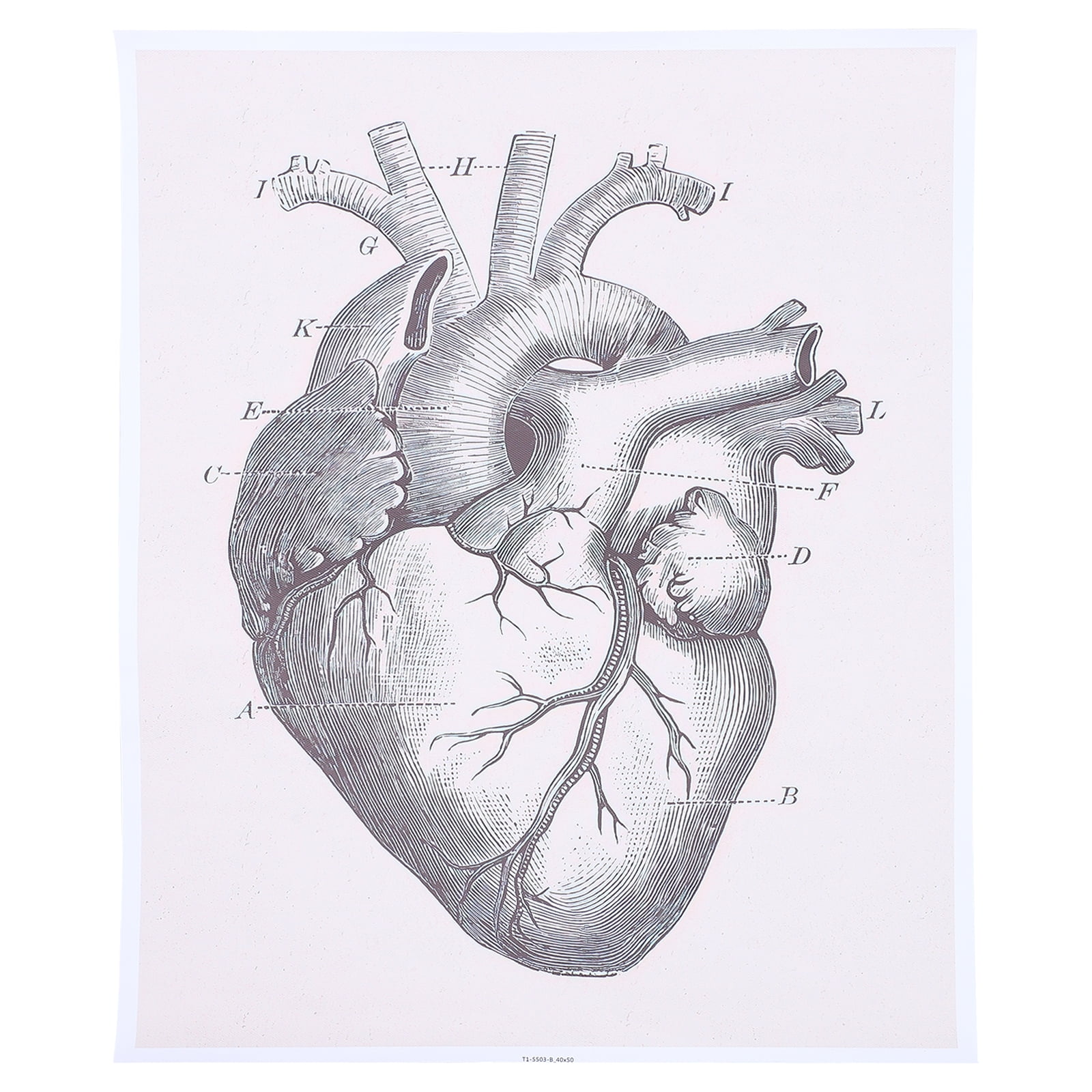 Heart Organ Drawing