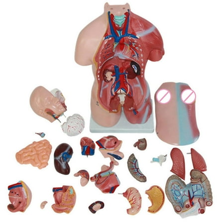 4d Anatomical Assembly Model Of Human Organs For Teaching Education ...