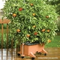 EarthBox Container Gardening System - Terra - Walmart.com