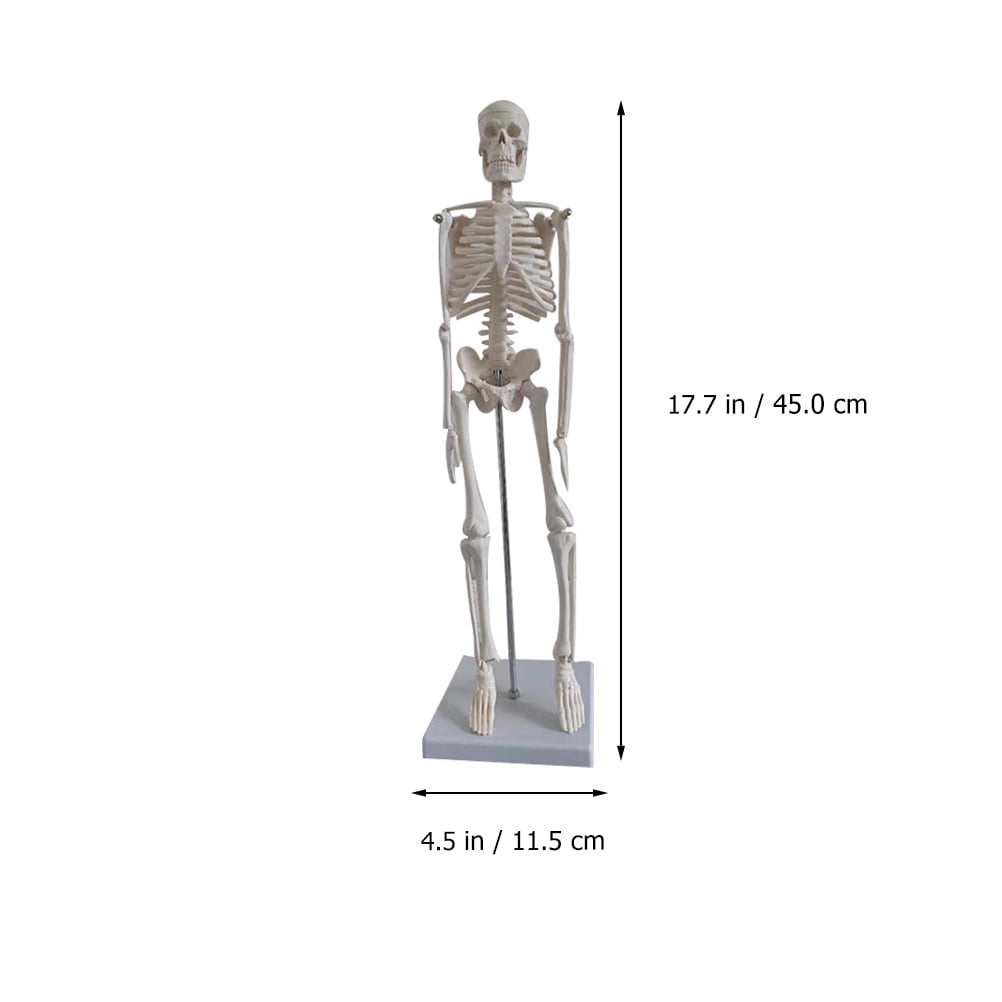 Human Skeleton Model Labeled