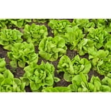 2000 Seeds BIBB LETTUCE (Limestone Lettuce) Lactuca Sativa Vegetable ...