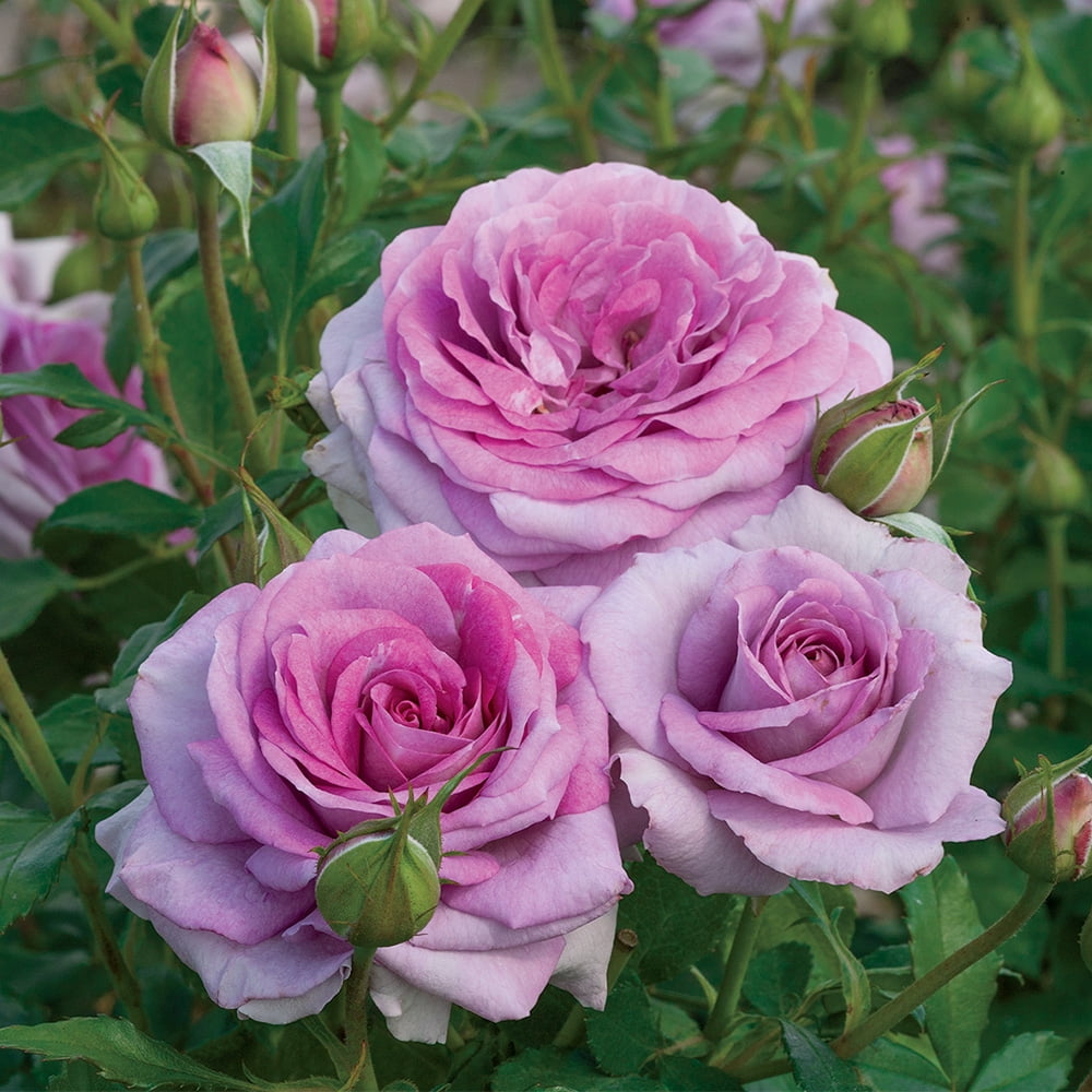 Heirloom Roses Rose Bush - Violet's Pride™ Live Floribunda , Purple Rose Plant - Walmart.com