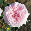 Heirloom Roses - Peachy Creeper Shrub Rose Bush - Orange Rose Bushes ...