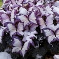 Variegated Butterfly Hostas Flowers Planting Mix-Iridescence-Beautiful ...