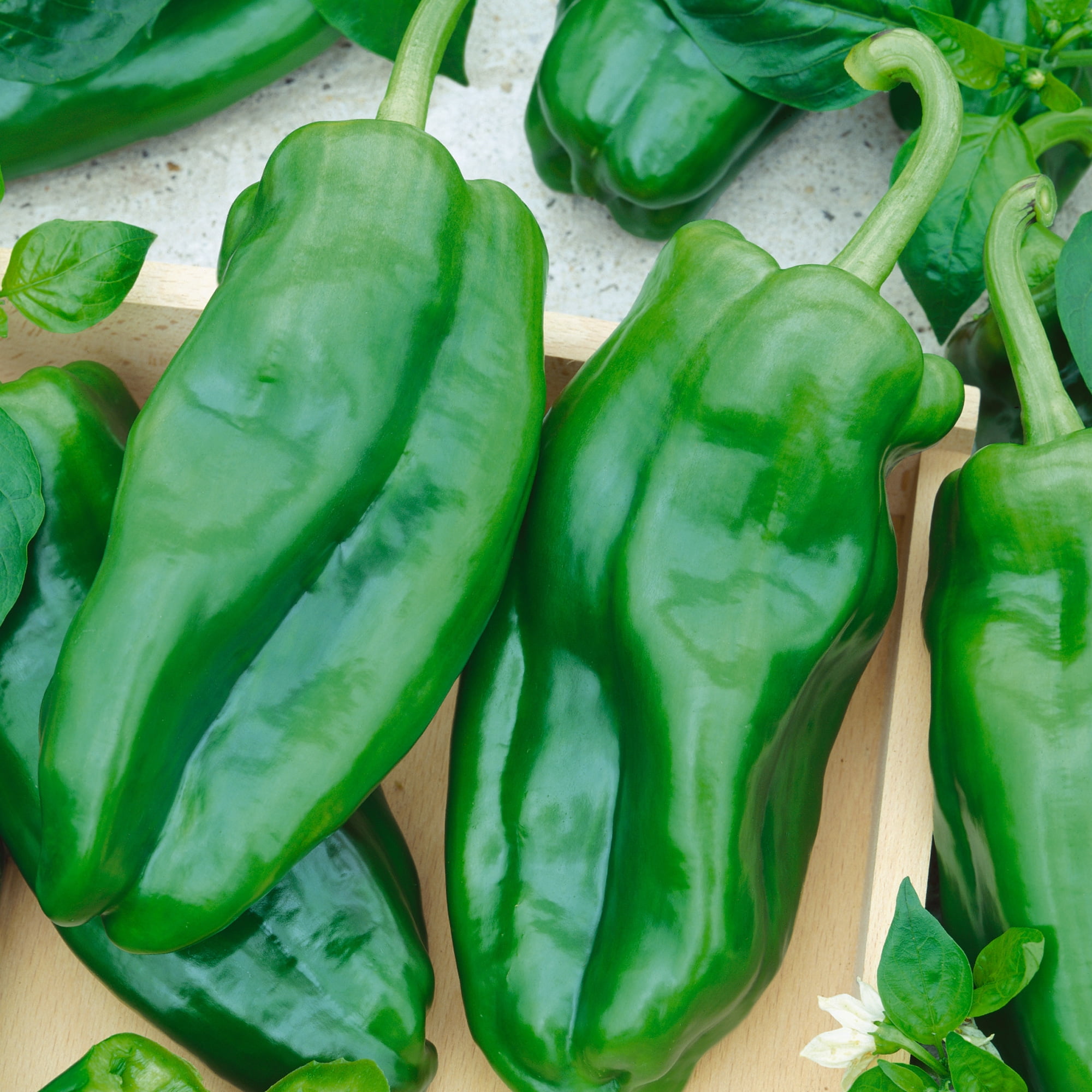 Ancho Ranchero F1 Hybrid Hot Pepper Seeds - 1 Oz ~4000 Seeds - Non-GMO ...