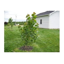 Tulip Poplar Dormant Bare Root Starter Shade Tree (1-Pack) - Walmart.com