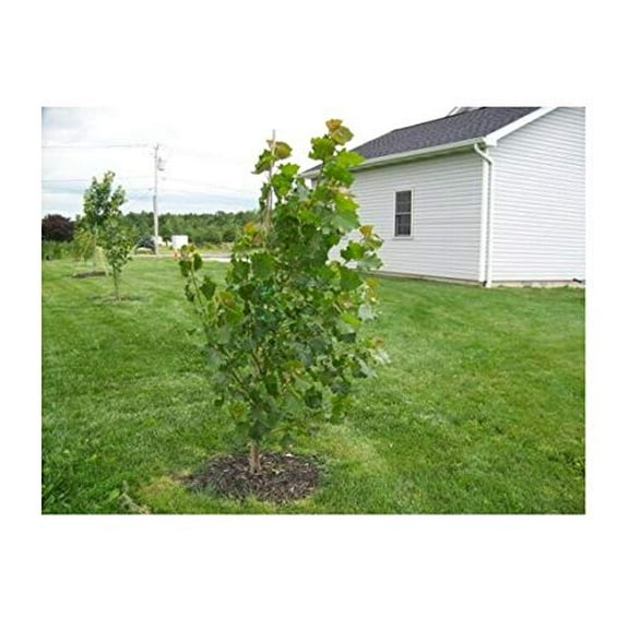 Rooted Hybrid Poplar Tree Seedlings for Planting - Fast Growing Privacy ...