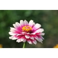 Seedville USA, 50 Carousel Mix Zinnia Seeds, Bicolor Whirligig Flowers ...