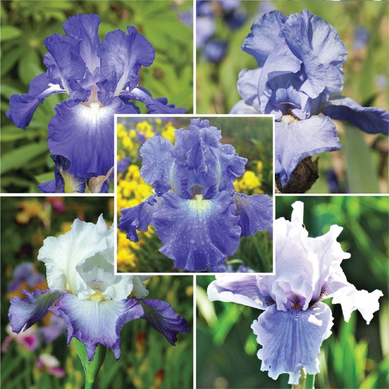 Blue Bearded Iris Flower