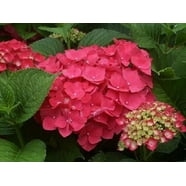 Parade® Freja™ Miniature Rose Bush - Fragrant - NEW for 2021 - 2.5" Pot ...