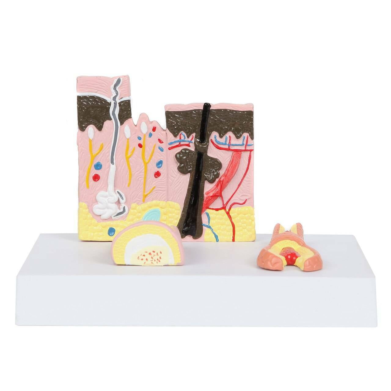 Anatomy Lab Skin, Nail and Hair Structure Anatomy Model - Walmart.com