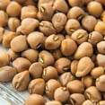 TomorrowSeeds Mississippi Purple Cowpea Seeds 150+ ct for 2026 ...