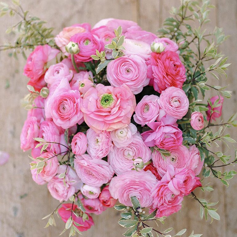 Ranunculus Bulbs Pink Confetti Mix Flower Bulbs Eden