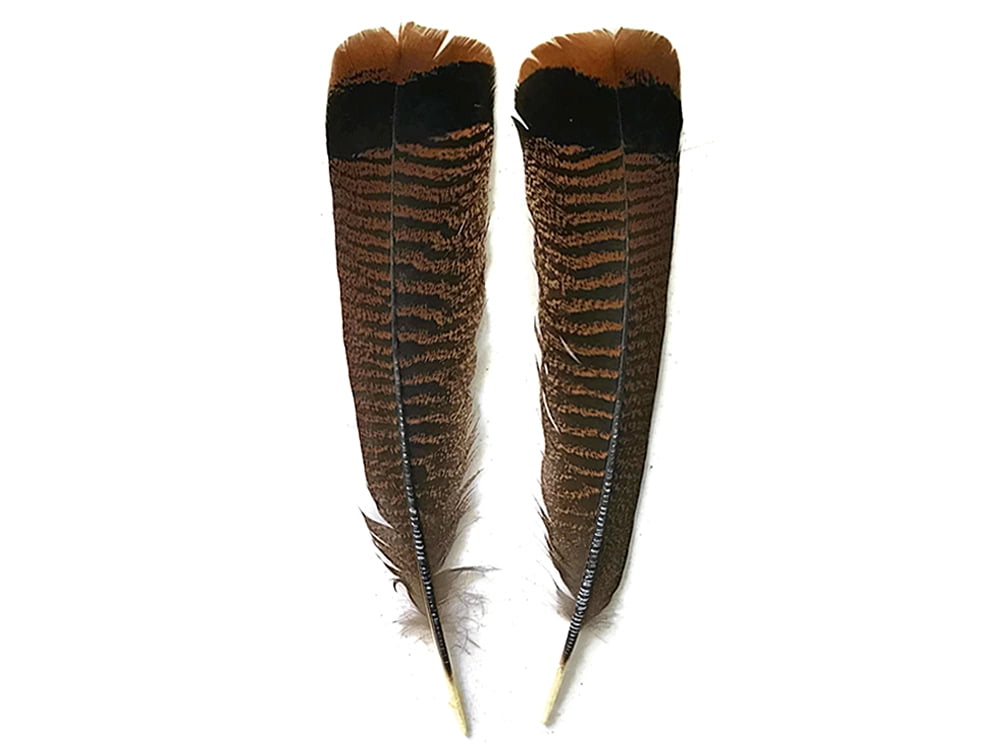 5 Pieces Natural Merriam Black And Brown Wild Turkey Tail Feathers 5-pieces-natural-merriam-black-and-brown-wild-turkey-tail-feathers