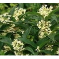 New Life Nursery & Garden, Fragrant Tea Olive Osmanthus Plant, 2.5 QT ...