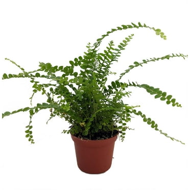 Mini Ferns for Terrariums/Fairy Garden - 3 Different Plants-2" Pots ...