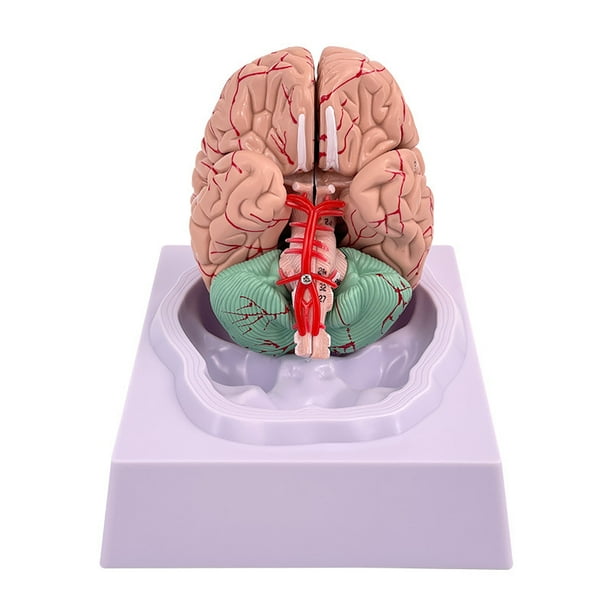 Human Brain Model for Teaching Neuroscience with Vessels Life Size ...