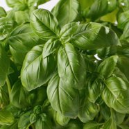 Sweet Basil | Two Live Herb Plants | Non GMO, Gardener Favorite ...
