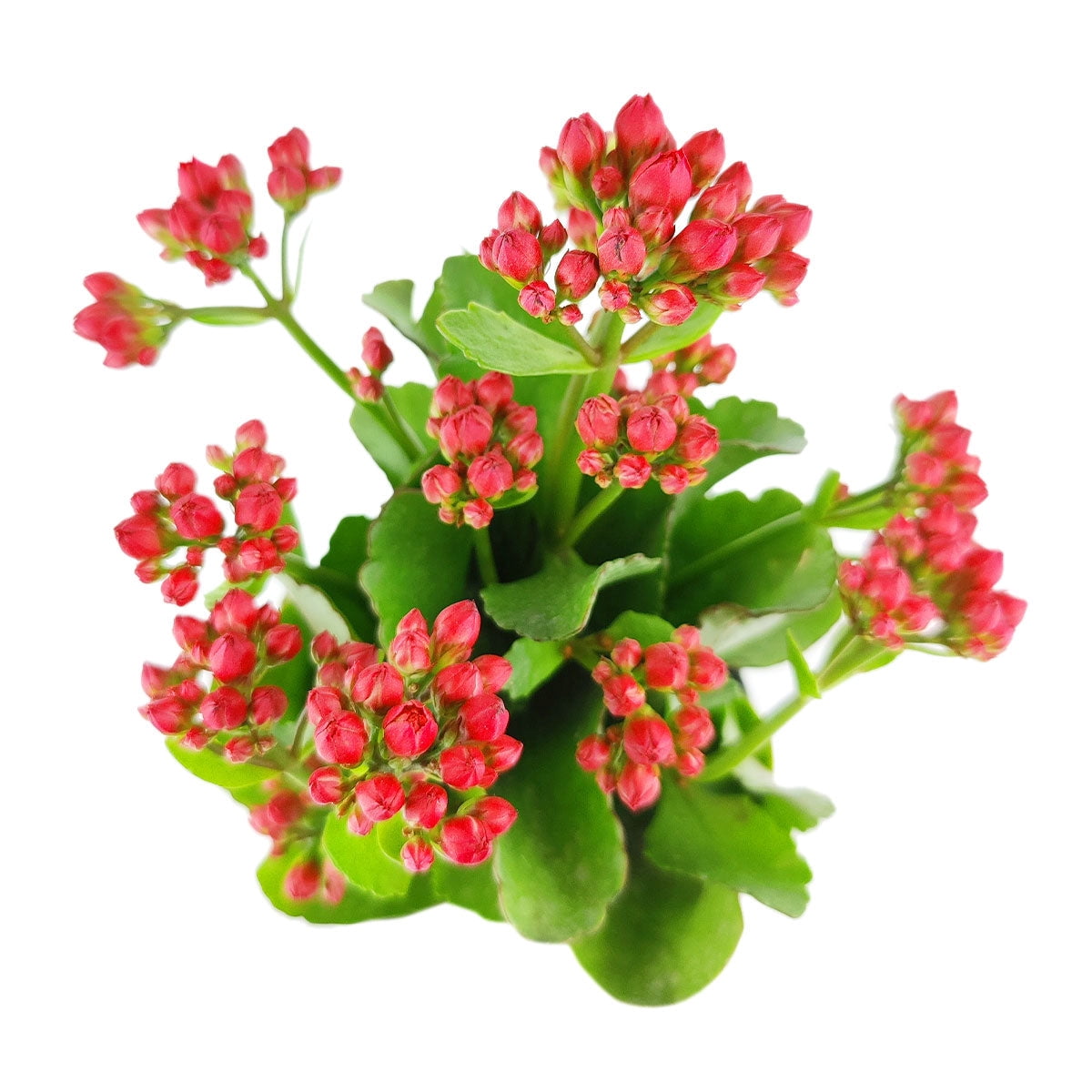 Kalanchoe blossfeldiana 'Calandiva Red' - 4.5" Grower Pot - Walmart.com