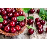Cherry Kernel Oil Unrefined Virgin Organic Carrier Cold Pressed Premium ...