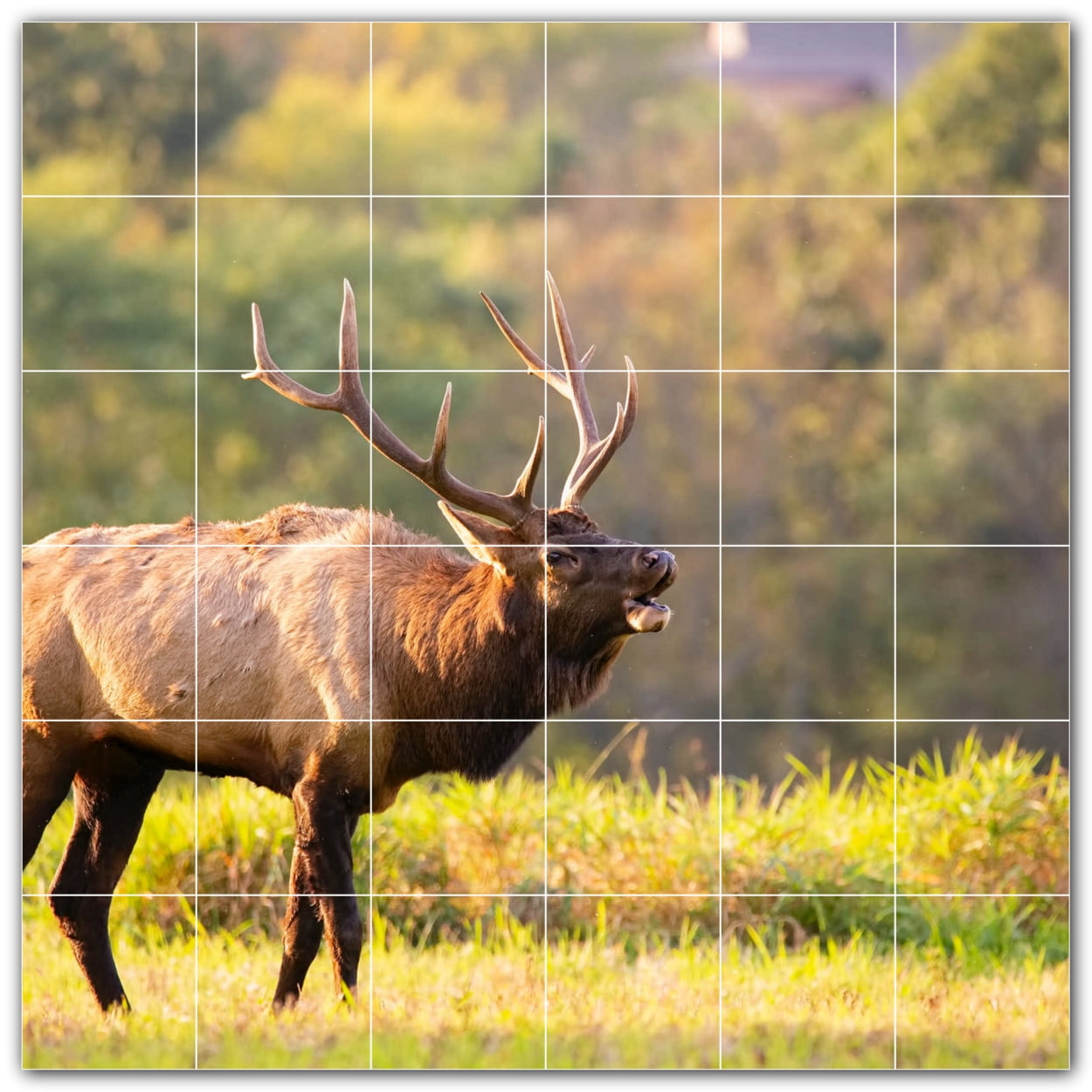 Picture-Tiles.com: Deer Ceramic Tile Wall Mural WAL500440-66XL. 72"W x ...