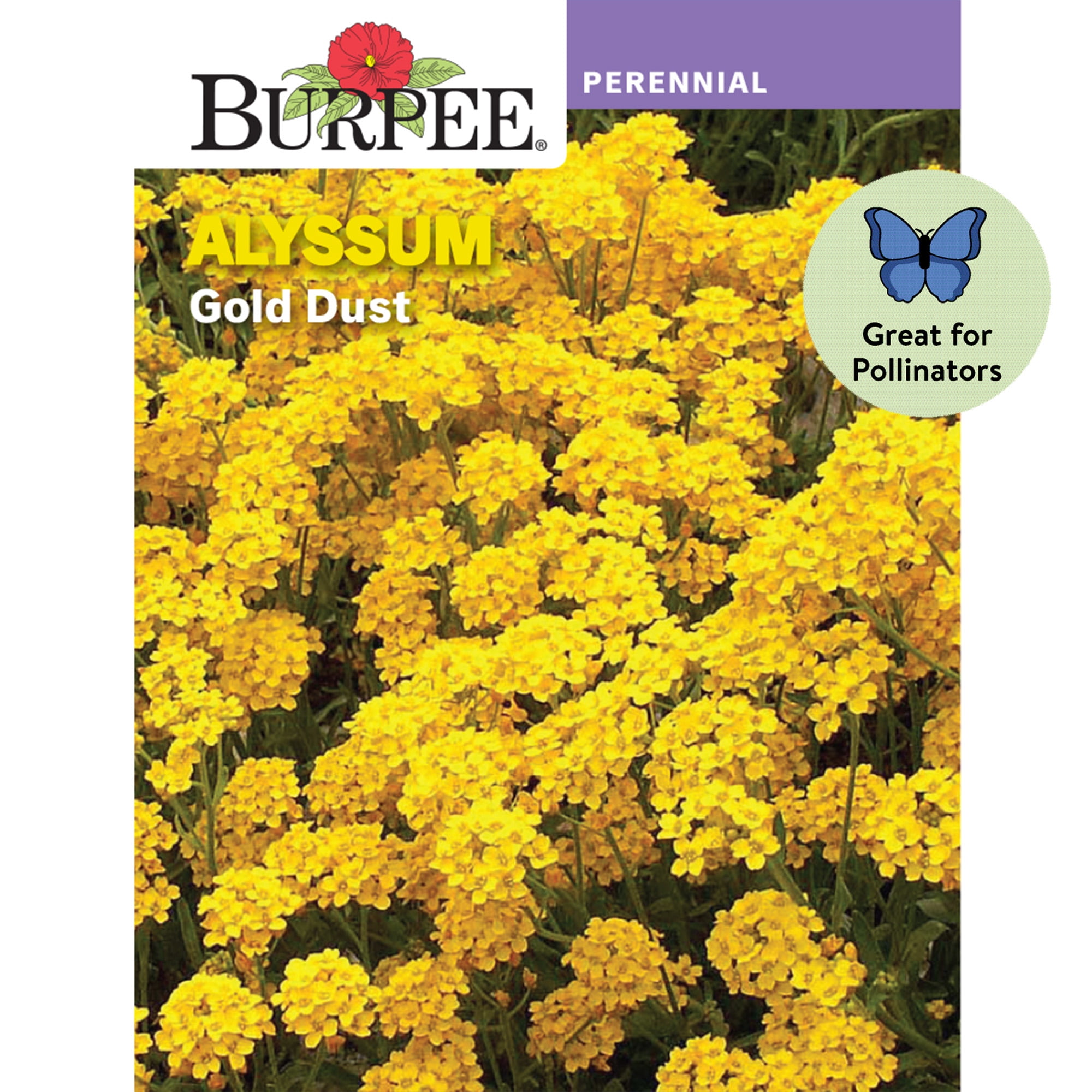 Burpee Gold Dust Alyssum Flower Seed, 1-Pack - Walmart.com