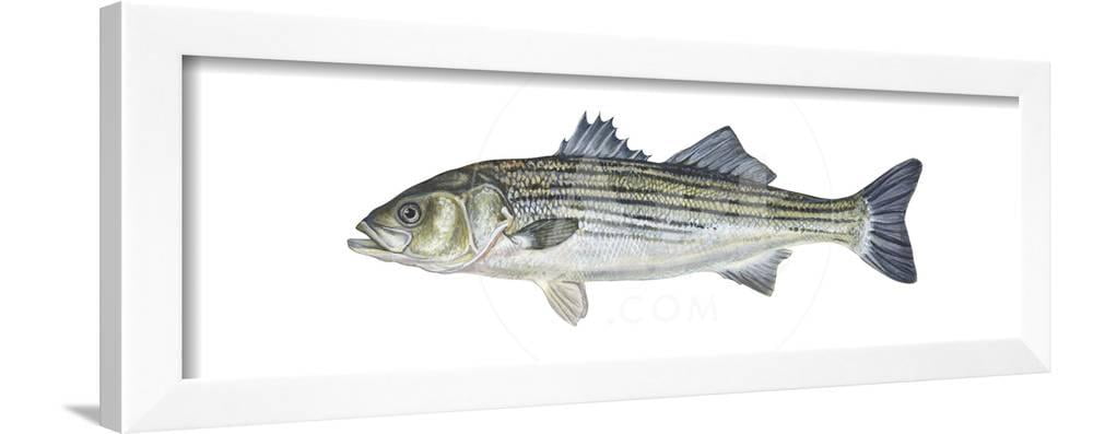 Striped Bass Roccus Saxatilis, Fishes, Animals Framed Art Print Wall ...