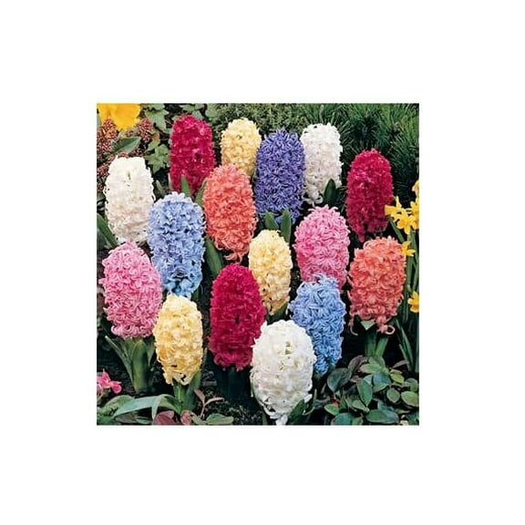 36 Muscari Deft Blue Moon Mixture Bulbs - Grape Hyacinth - Walmart.com