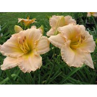 Divinity Stokes Aster Perennial - Stokesia - Snowy White Blooms ...
