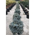 RedCrocus Globe Colorado Blue Spruce Picea pungens 'Glauca Globosa ...