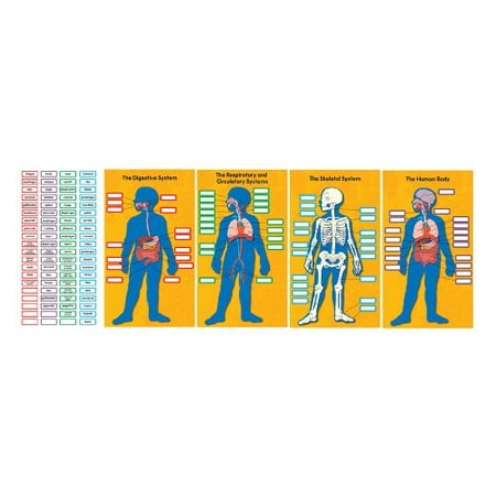 Carson Dellosa Human Body Bulletin Board Set (110178) | Walmart Canada