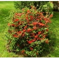 20 Red Flowering DWARF QUINCE Shrub Fruit Chaenomeles Japonica Scarlet ...