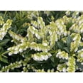 Prelude' Japanese Andromeda Pieris japonica Shrub- Evergreen, Fragrant ...