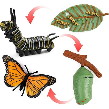 4 Piece Butterfly Life Cycle Kit Monarch Butterfly Lifestyle Stages ...