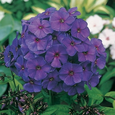 Birch's Double Flowering Geranium Dormant Bare Root Perennial Plants, 3 ...
