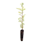 Incense Cedar | Medium Tree Seedling | The Jonsteen Company - Walmart.com