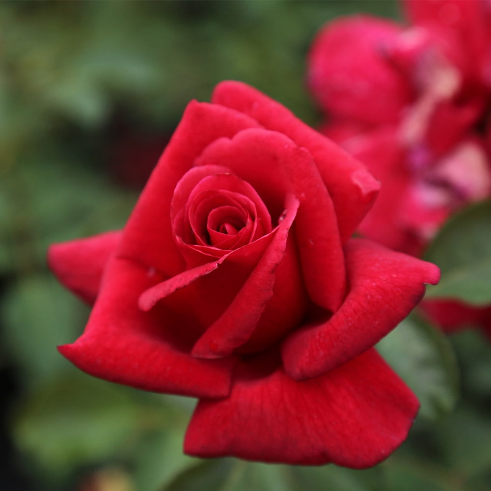 Heirloom Roses Rose Bush - Firefighter® Red Hybrid Tea , Live Rose ...